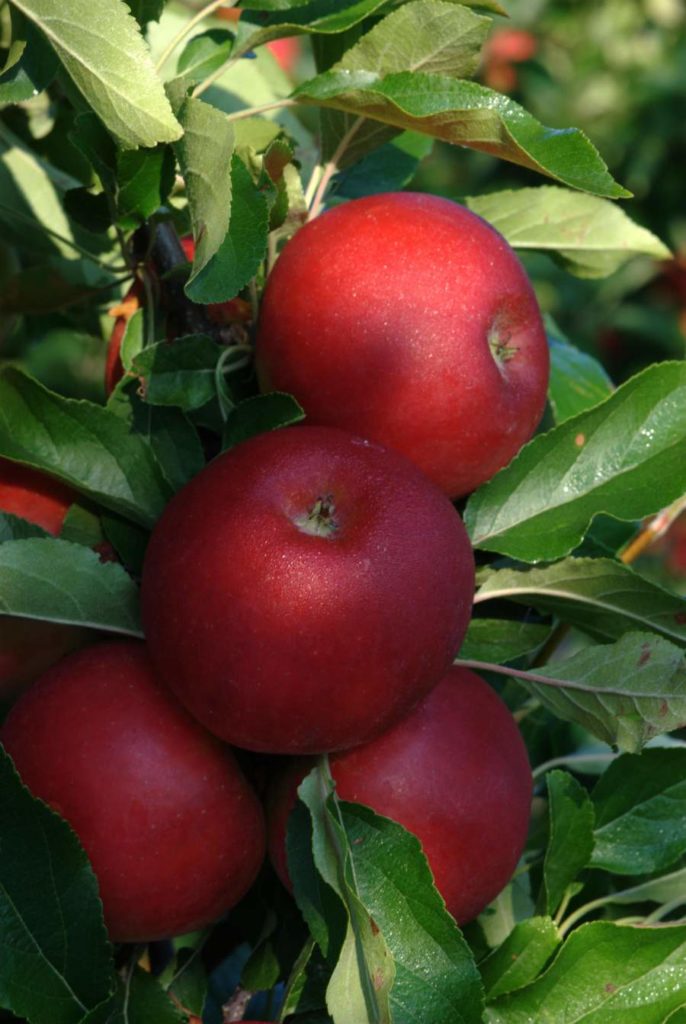 Elstar Elshof® - Carolus