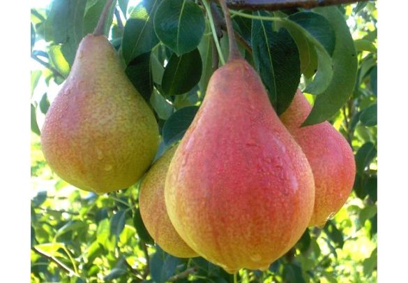 Thimo (Queen's Forelle®) - Carolus