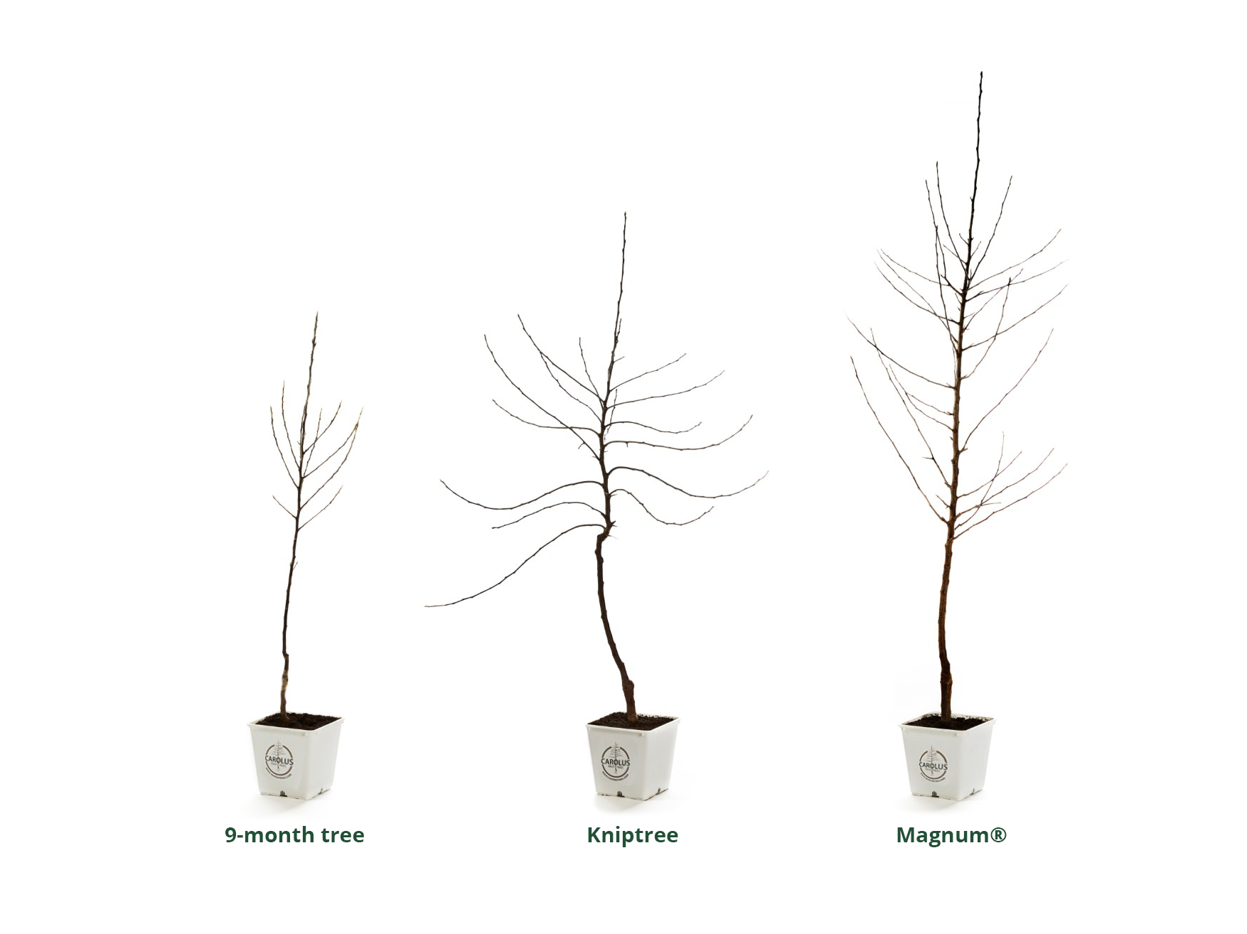 9-MONTH TREE, KNIP TREE OR “OUR” MAGNUM®? - Carolus